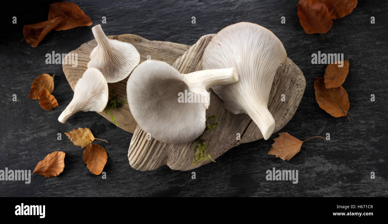Grey oyster mushroom hi-res stock photography and images - Alamy