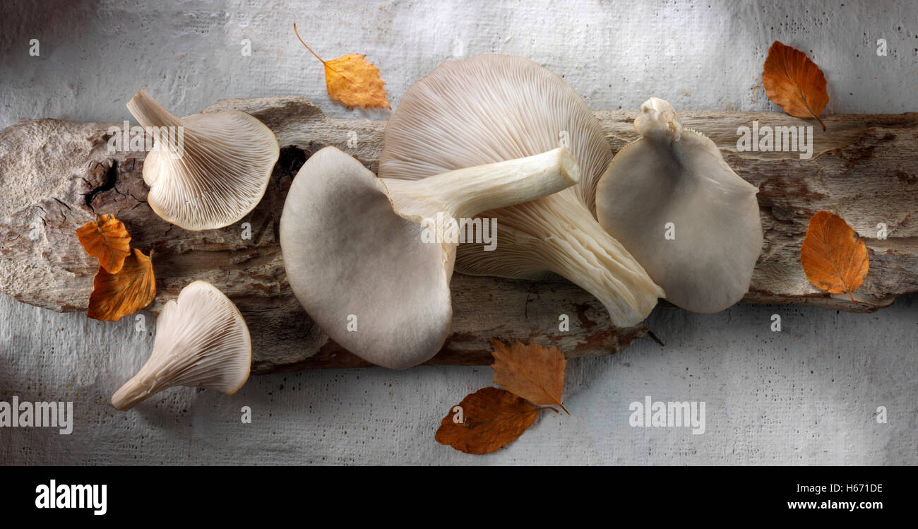 Fresh picked raw grey oyster mushrooms, Pleurotus ostreatus, uncooked ...