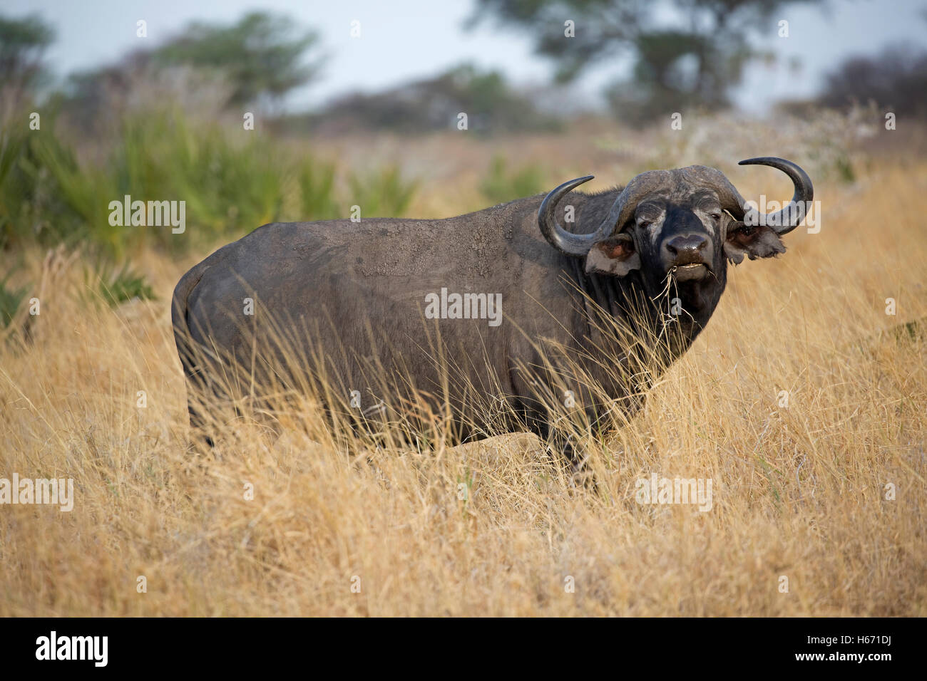 Cape buffalo bull hi-res stock photography and images - Alamy