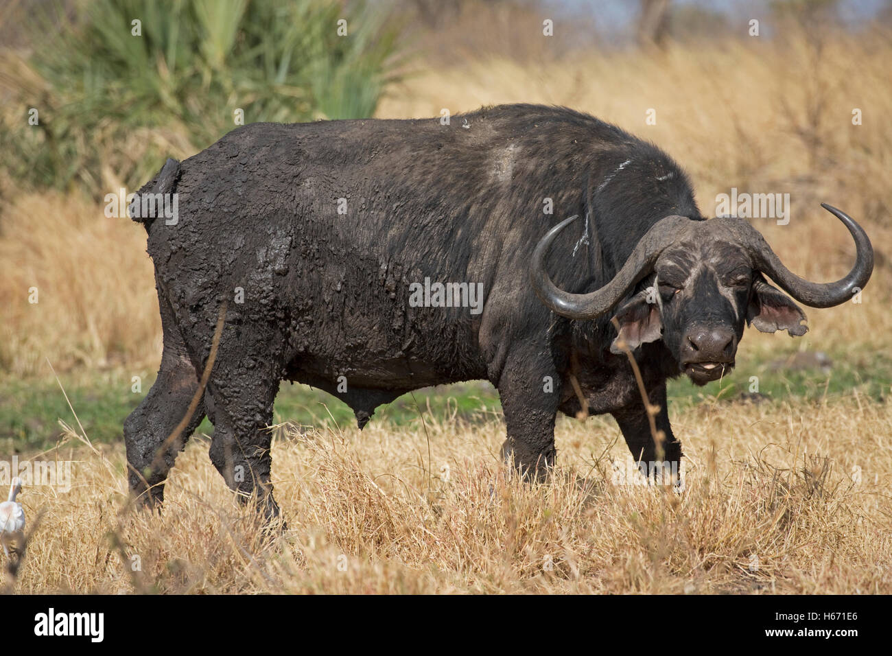 Single African cape buffalo Syncerus caffer Meru National Park Kenya ...