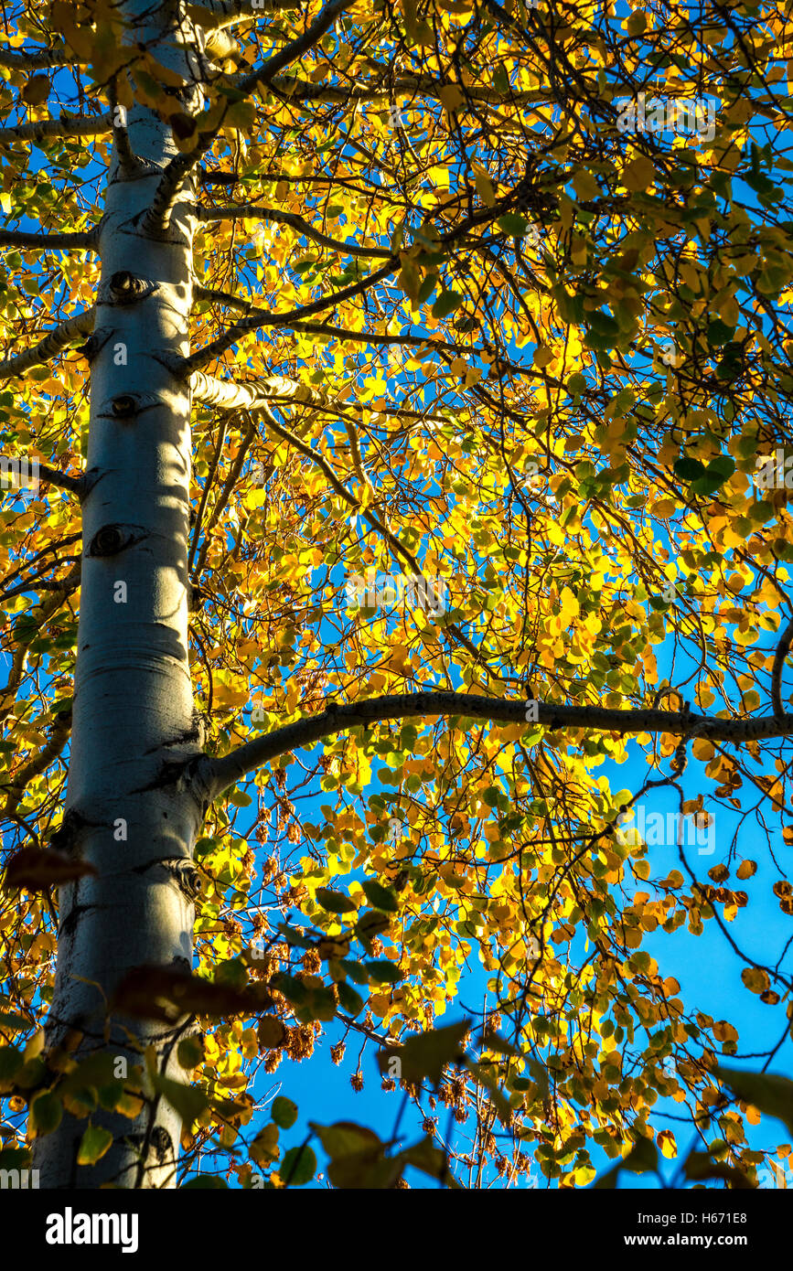 Aspen tree in fall colors Stock Photo - Alamy