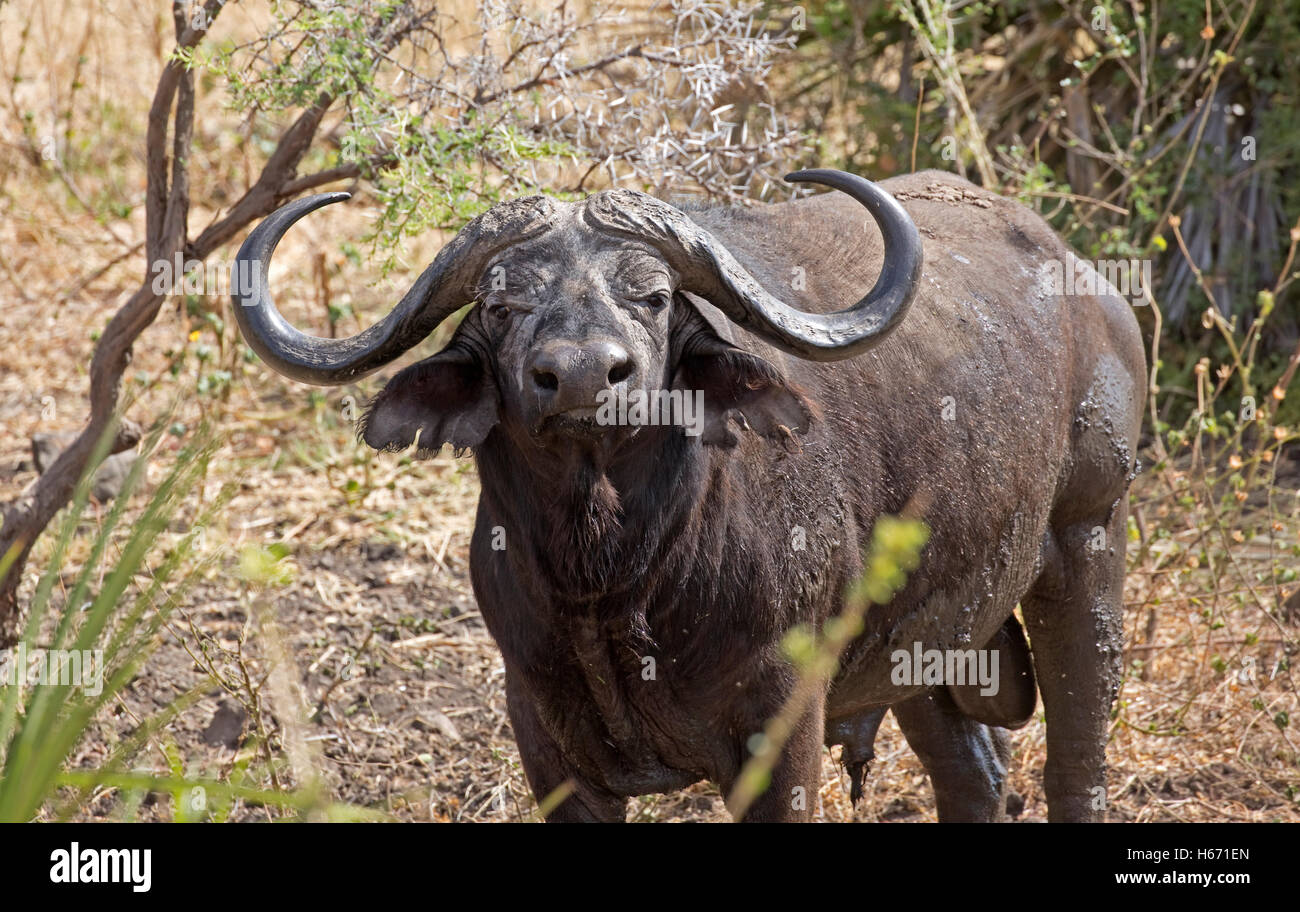 Single African cape buffalo Syncerus caffer Meru National Park Kenya ...