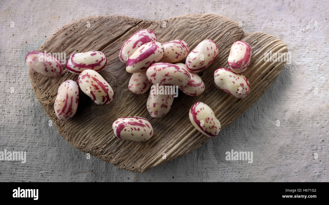 Fresh borlotti beans also known as the cranberry bean or Roman bean ...