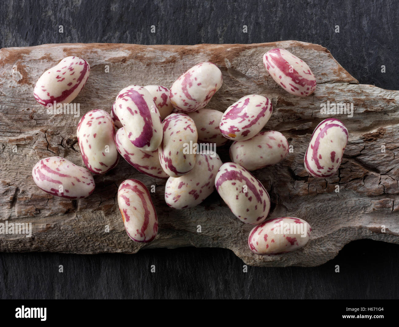 Fresh picked borlotti beans also known as the cranberry bean or Roman ...