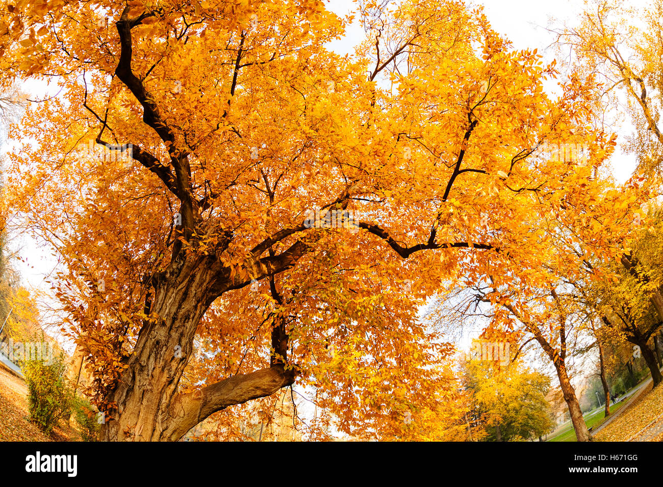 trees in early autumn taken from the "frog perspective", note shallow ...