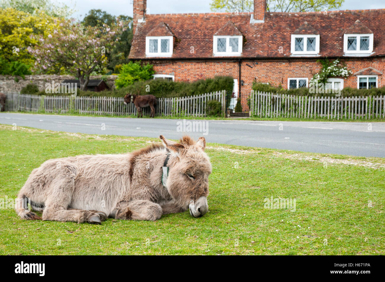 Donkey resting hi-res stock photography and images - Alamy