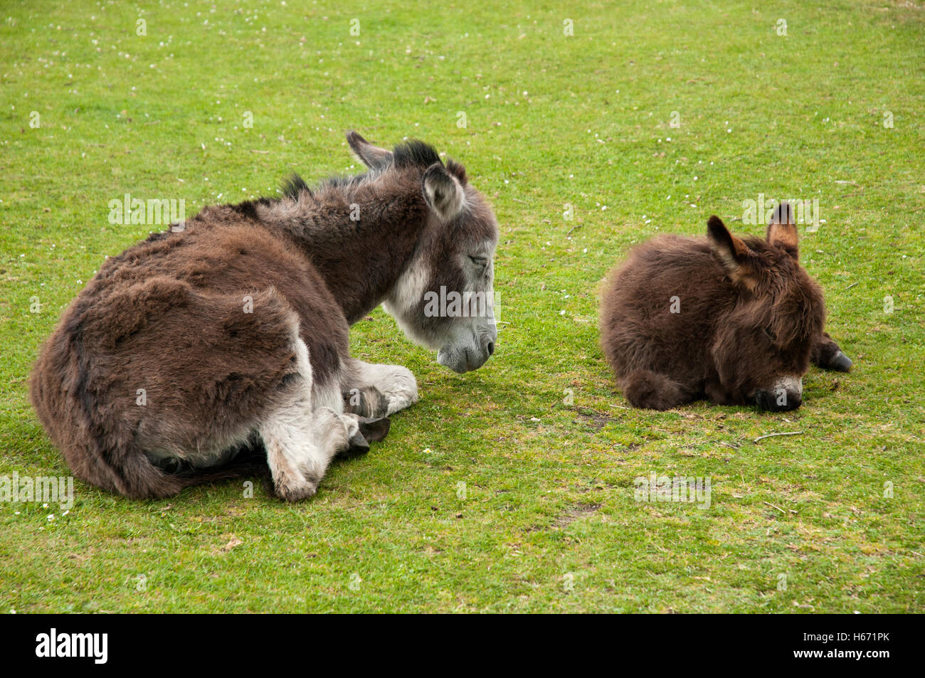 Sleepy little foal hi-res stock photography and images - Alamy
