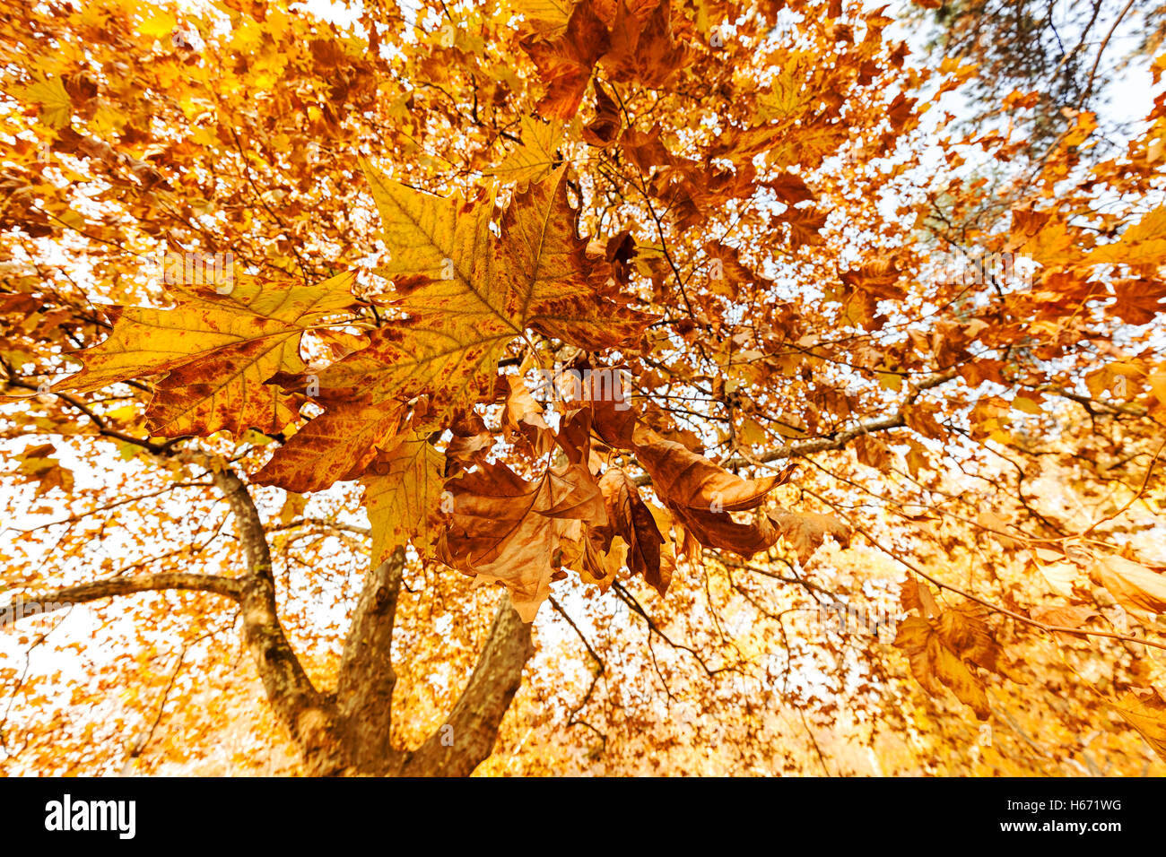 shot of tree with ultra wide langs, note shallow depth of field Stock ...