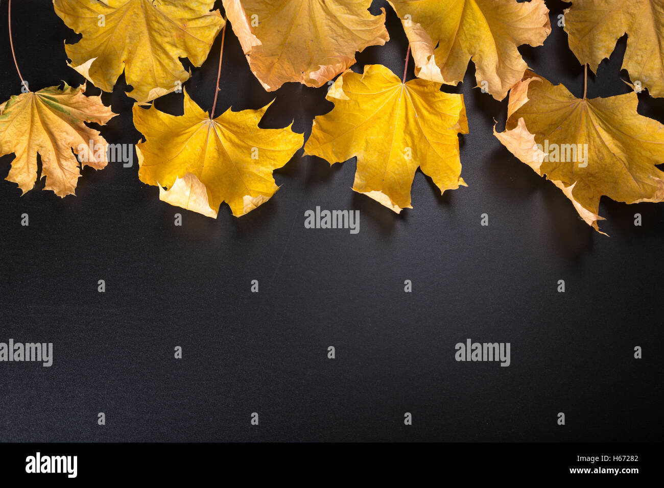 Autumn background with realistic maples leaves on black background ...