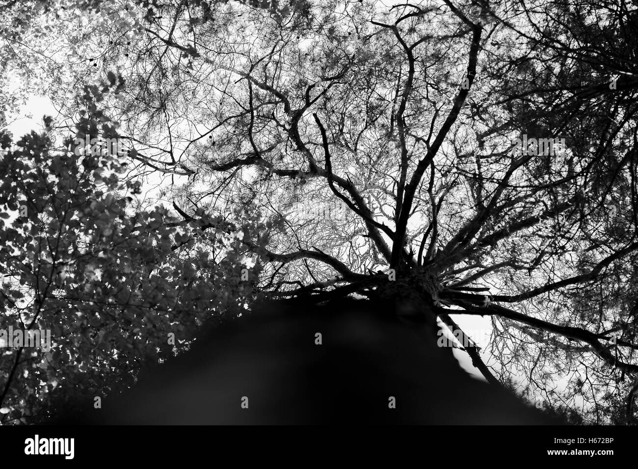 Tall dramatic tree top growing in nature Stock Photo - Alamy
