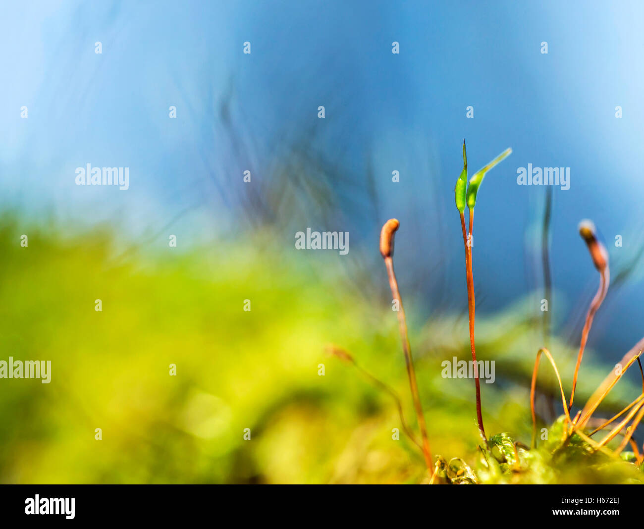 Macro moss close up background concept Stock Photo - Alamy