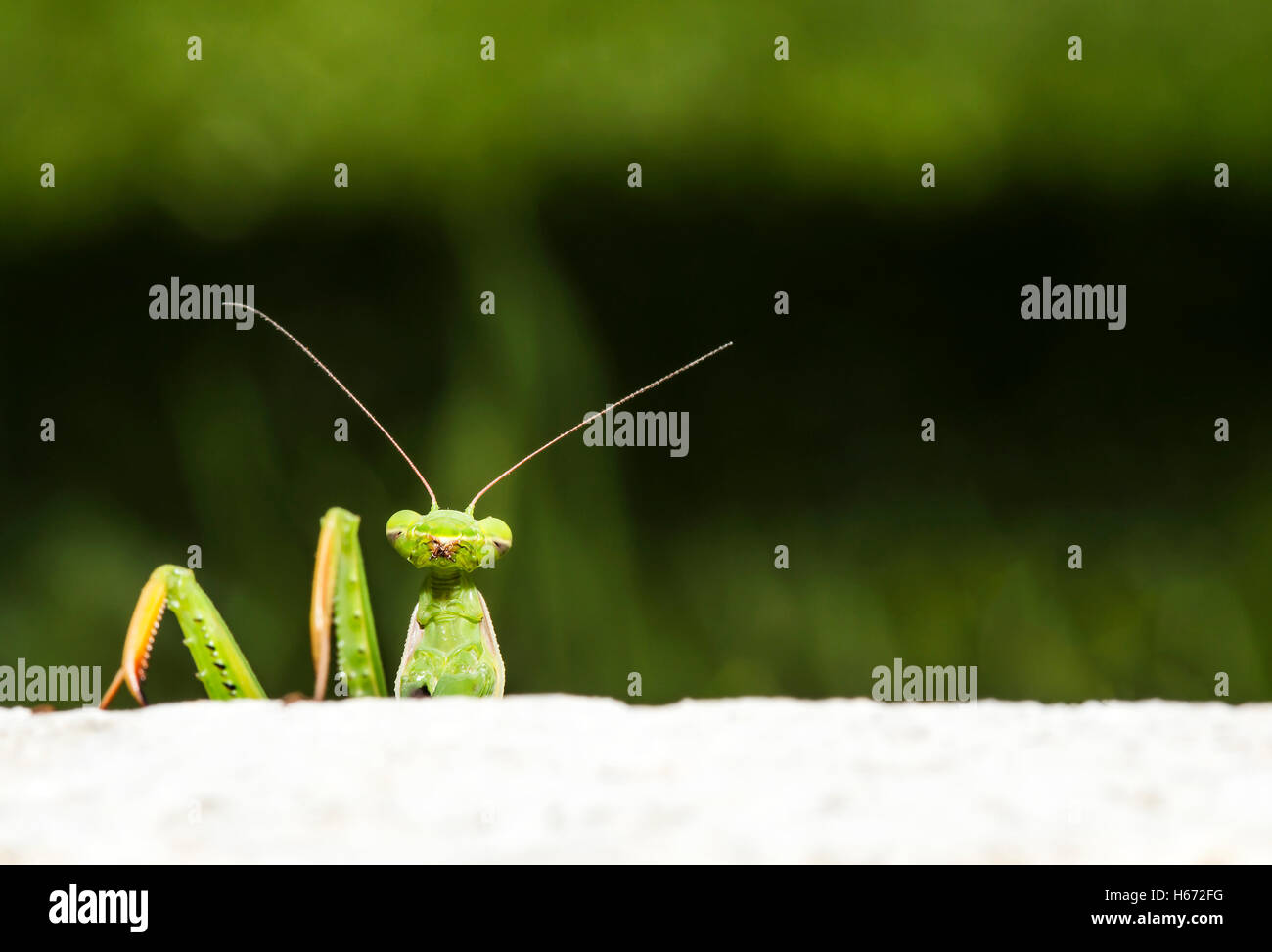 Praying mantis with prey hi-res stock photography and images - Alamy