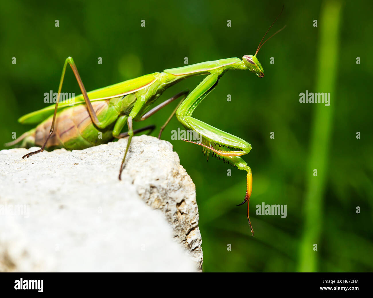 Mantis religiosa posing on a wall hi-res stock photography and images ...