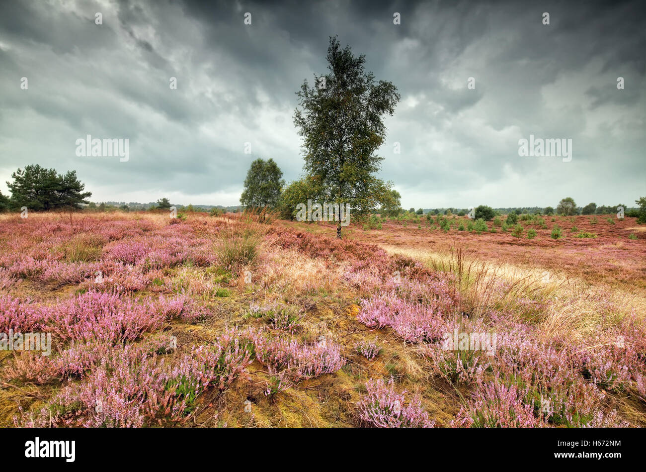 flowering heather during rainy day, Luneburger heide, Germany Stock ...