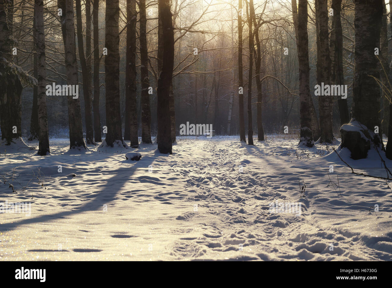 Winter tree forest Stock Photo - Alamy