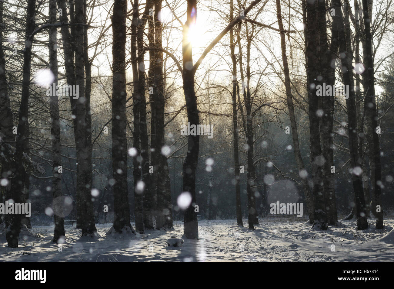Winter tree forest Stock Photo - Alamy