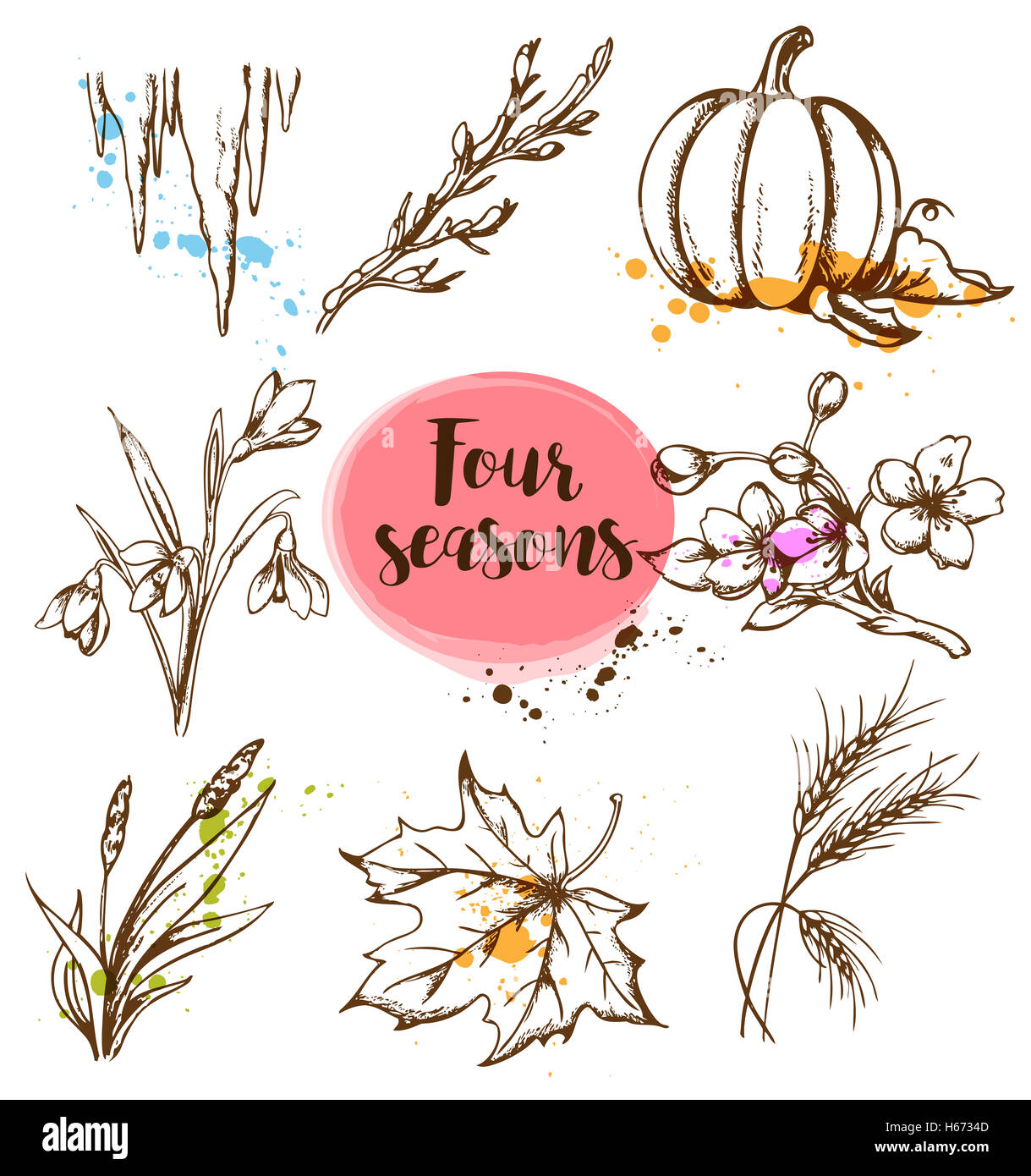 Pumpkin plant elements set Cut Out Stock Images & Pictures - Alamy