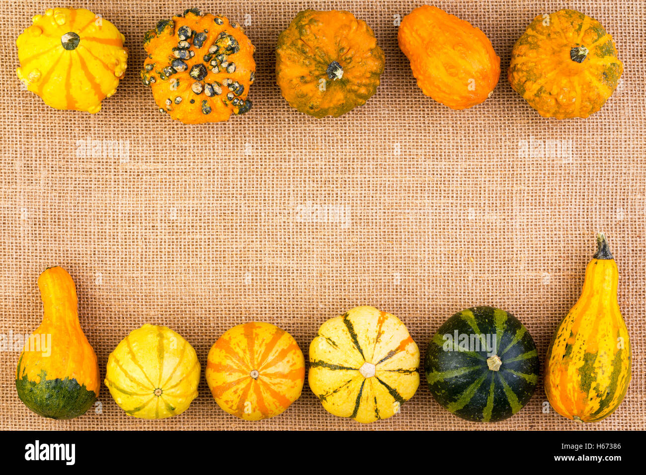 Double border of ornamental fall pumpkins or gourds arranged in two ...