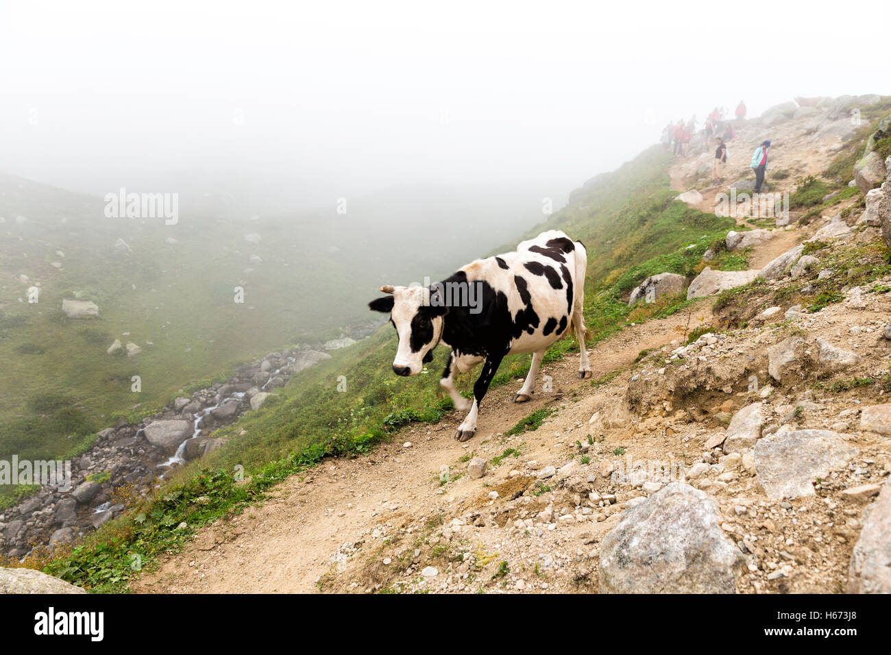 Cow walking along the trail in the Kackar mountains near Kavrun plateau ...