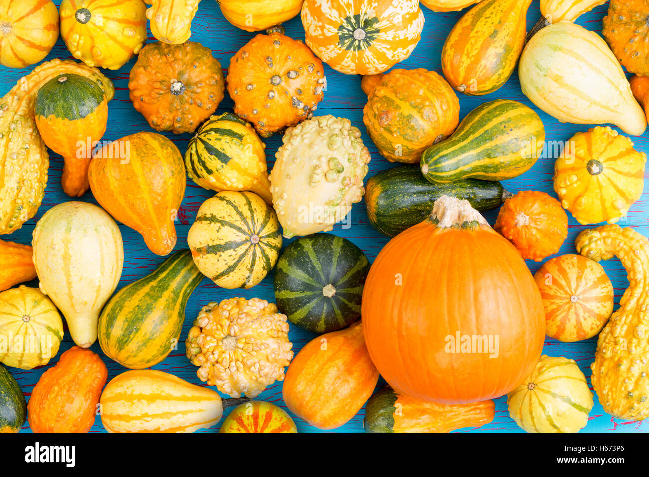 Full frame of decorative squashes for concept background about harvest ...