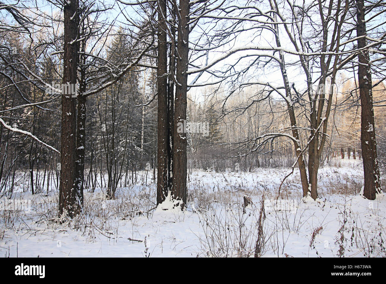 Winter snow park forest Stock Photo - Alamy