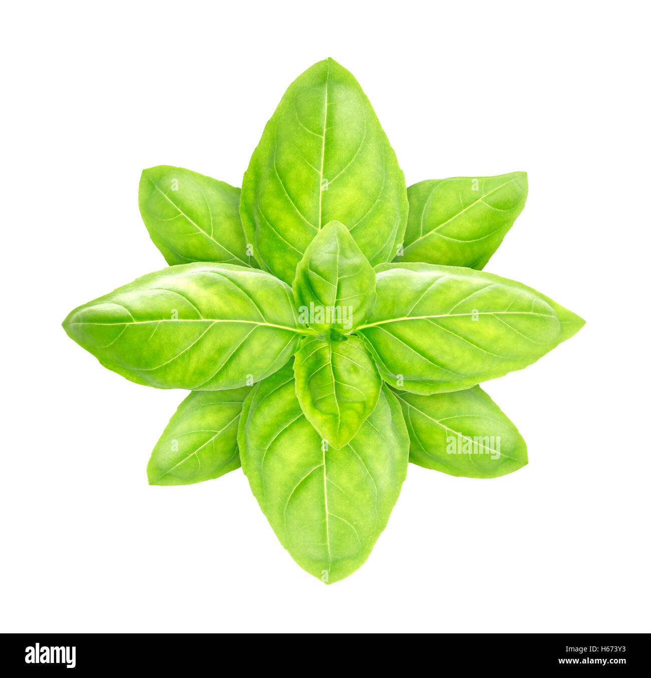 Basil leaves isolated on white, top view Stock Photo - Alamy