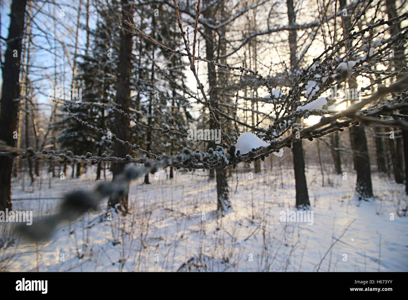 Winter snow park forest Stock Photo - Alamy