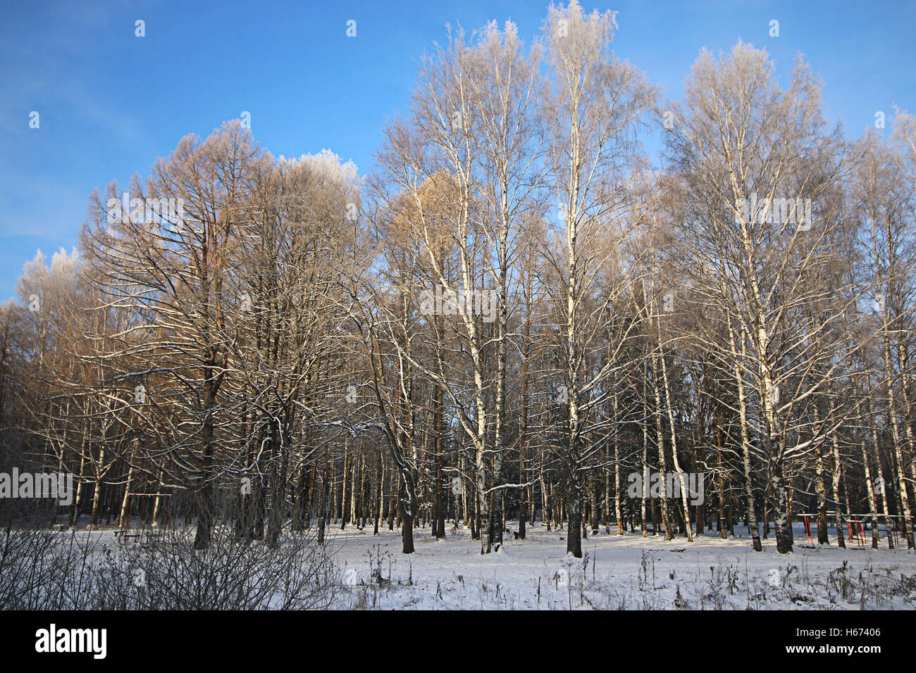 Winter snow park forest Stock Photo - Alamy