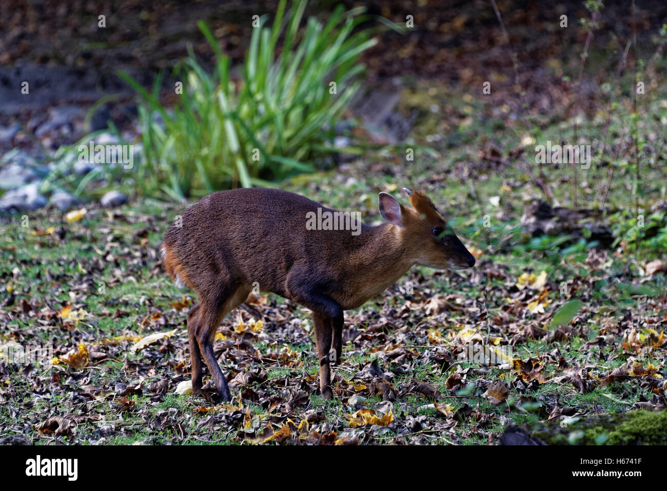 Reevess muntjac hi-res stock photography and images - Alamy