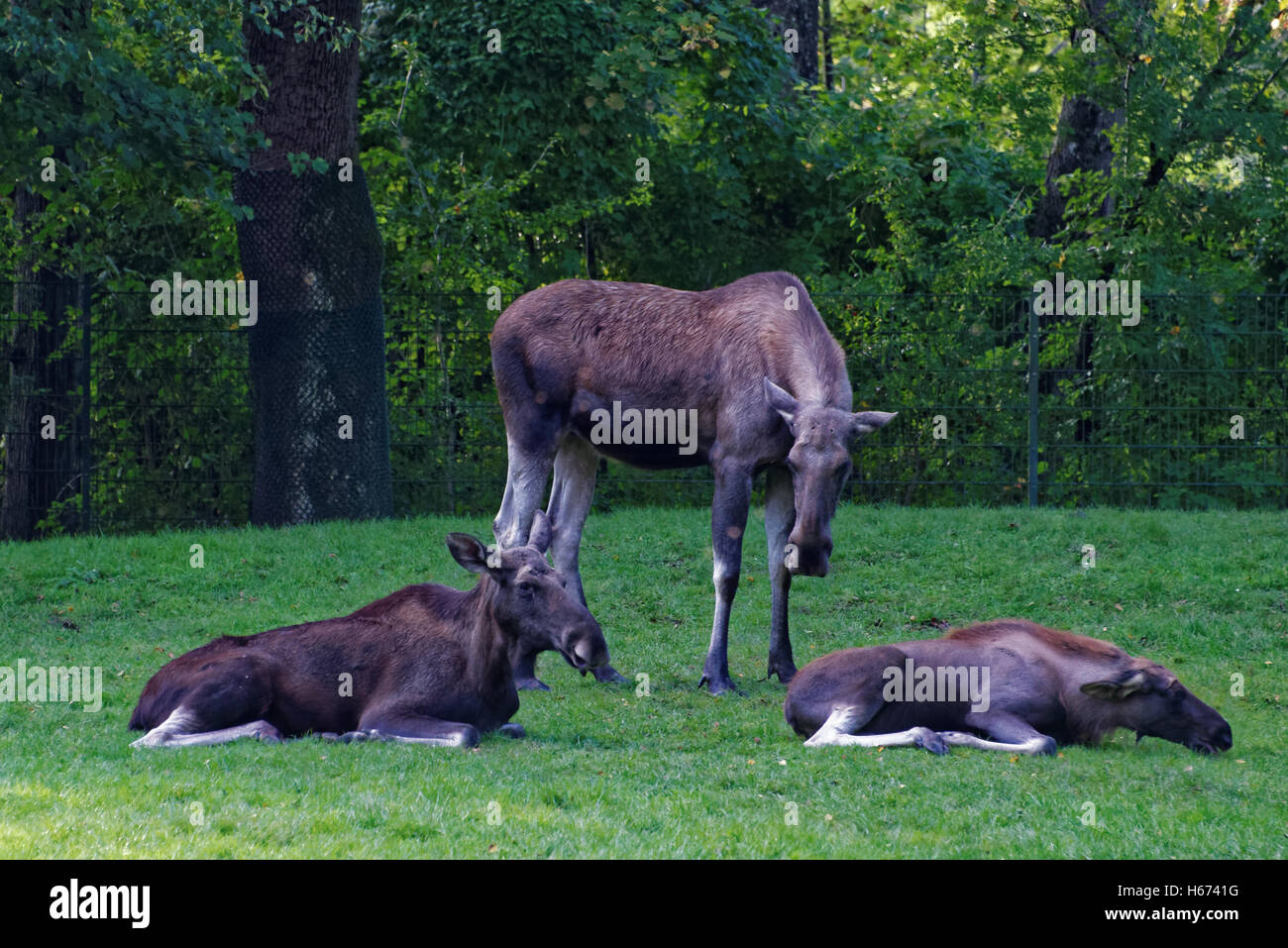 Moose germany hi-res stock photography and images - Alamy