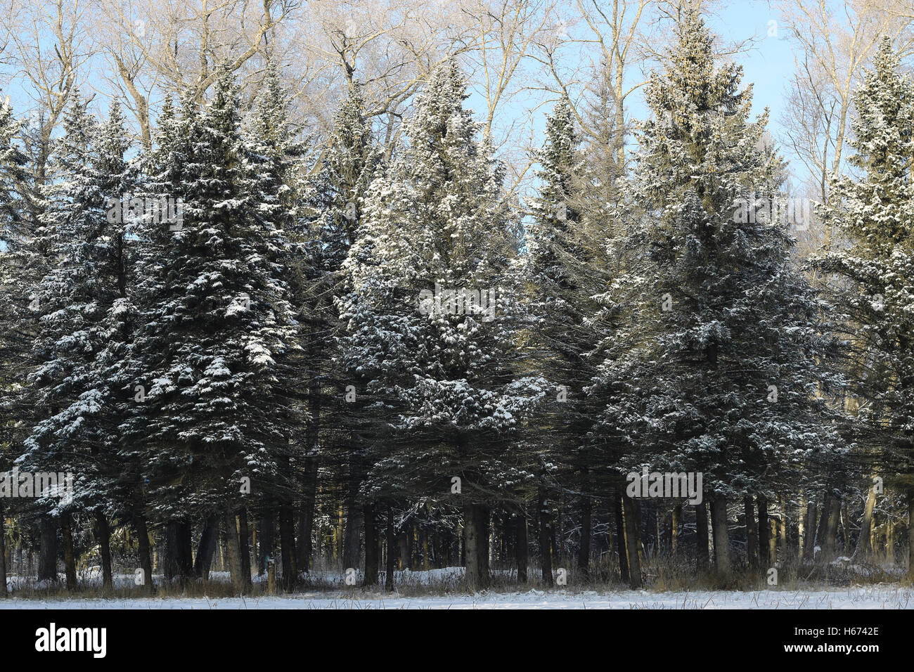 Winter tree forest Stock Photo - Alamy