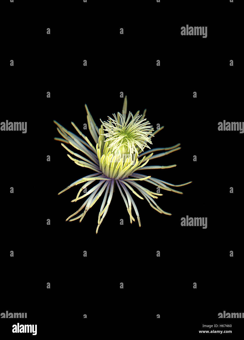detail passion flower deconstructed Stock Photo - Alamy