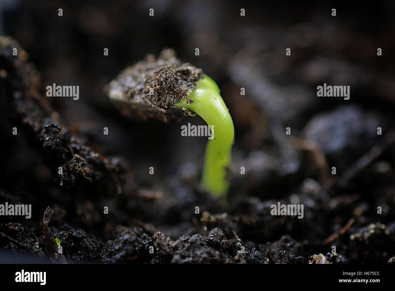 small sprout from seeds Stock Photo - Alamy