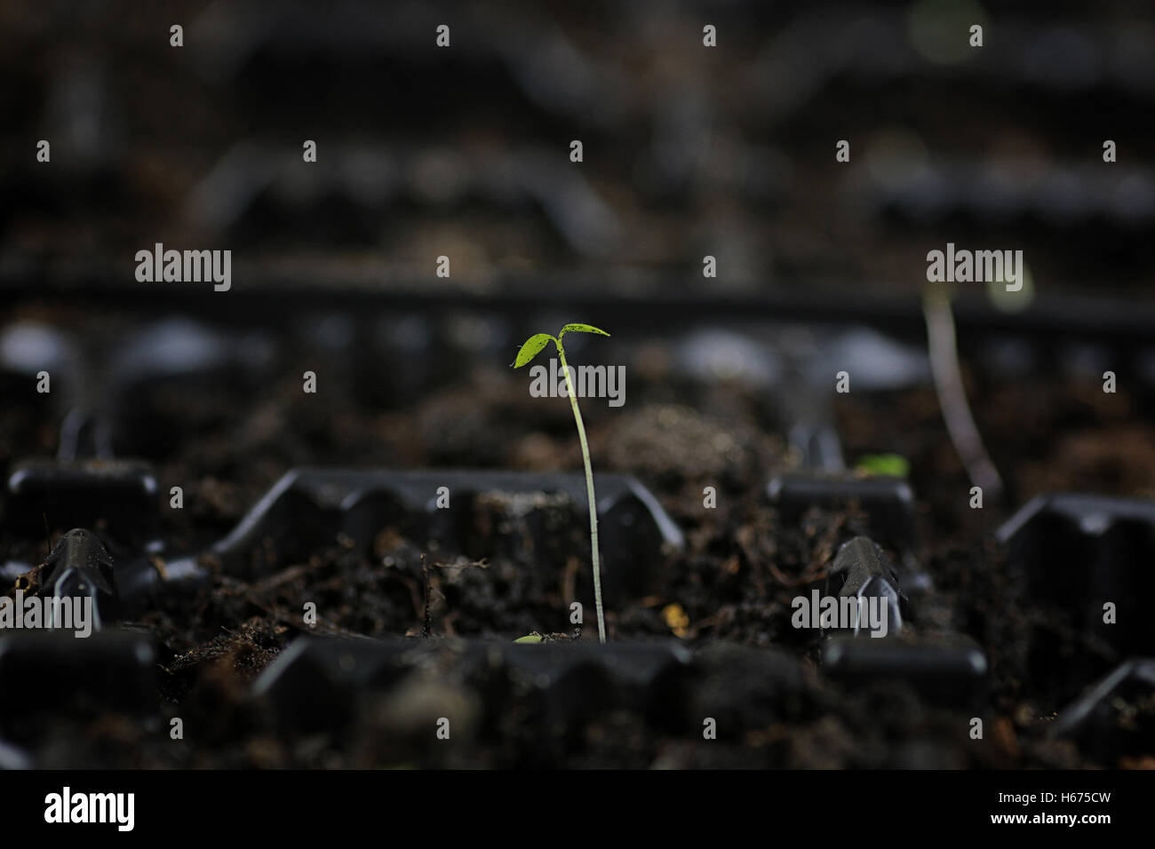 small sprout from seeds Stock Photo - Alamy
