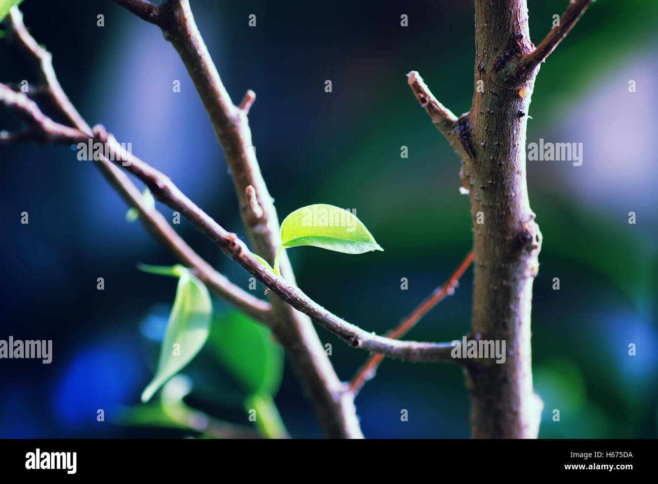 new leaf on a branch Stock Photo - Alamy