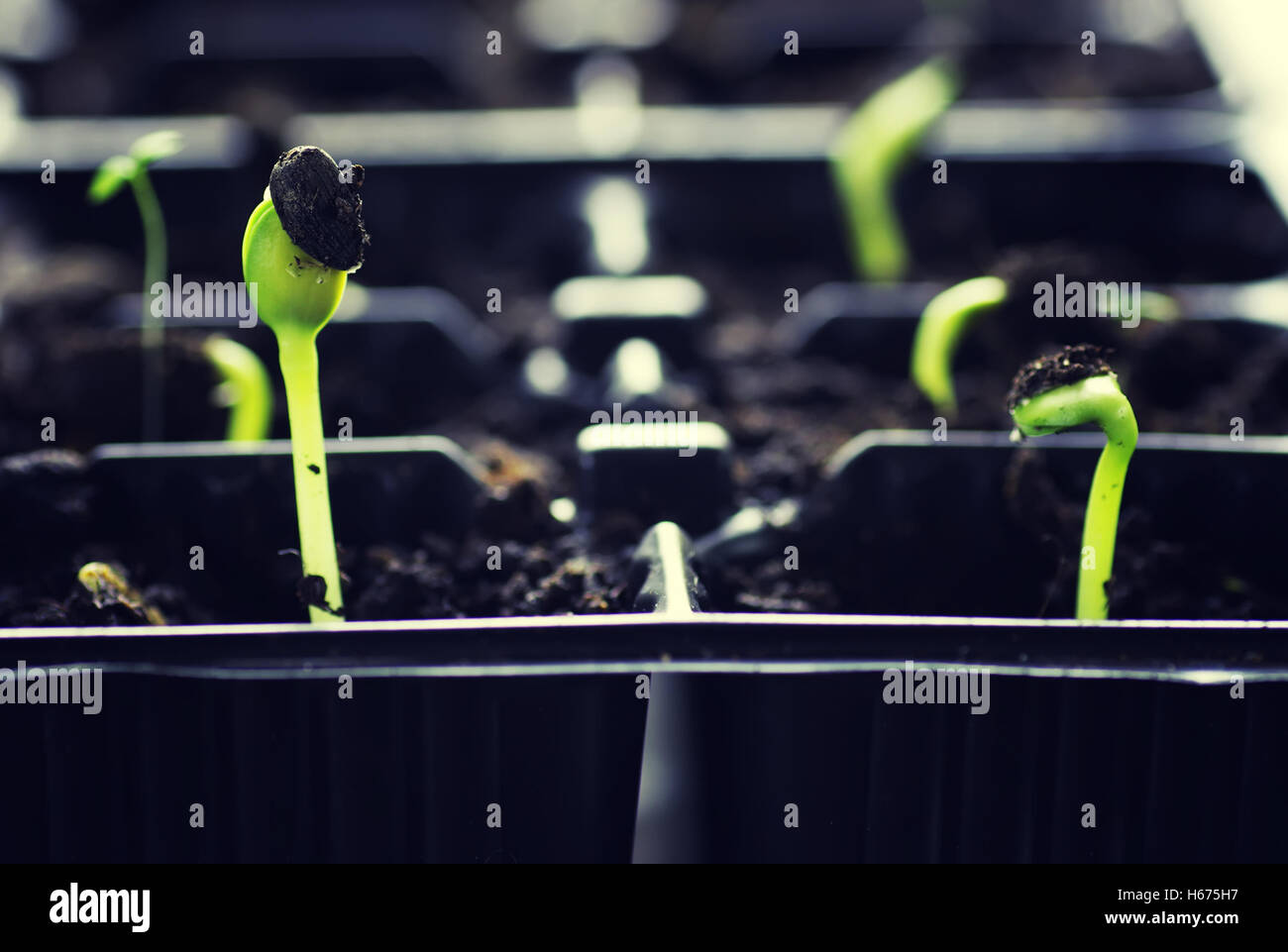 box with small sprout from seeds Stock Photo - Alamy