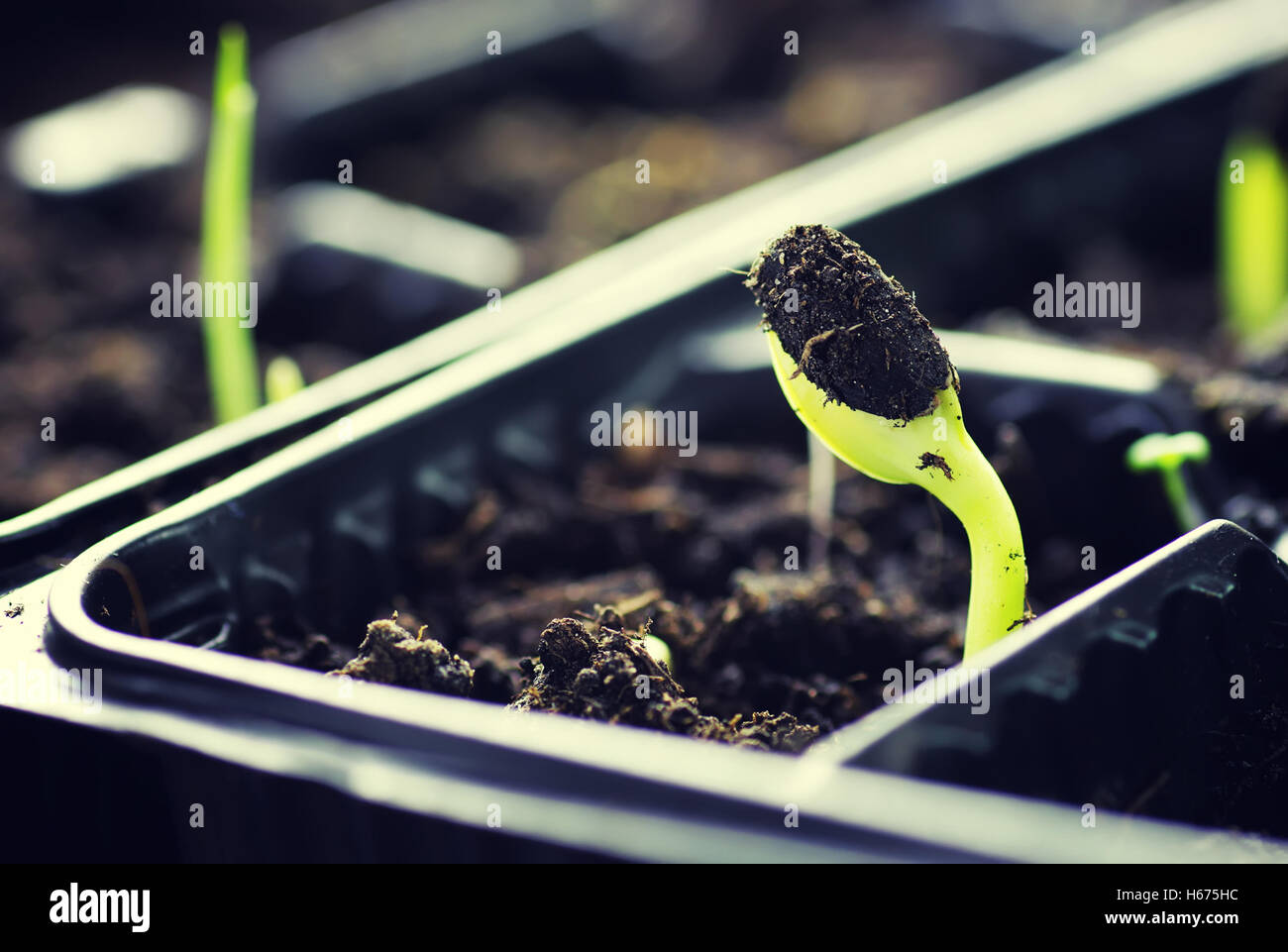 box with small sprout from seeds Stock Photo - Alamy