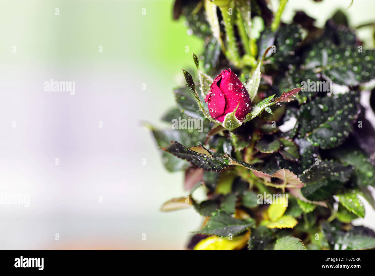 rose drop pot macro Stock Photo - Alamy