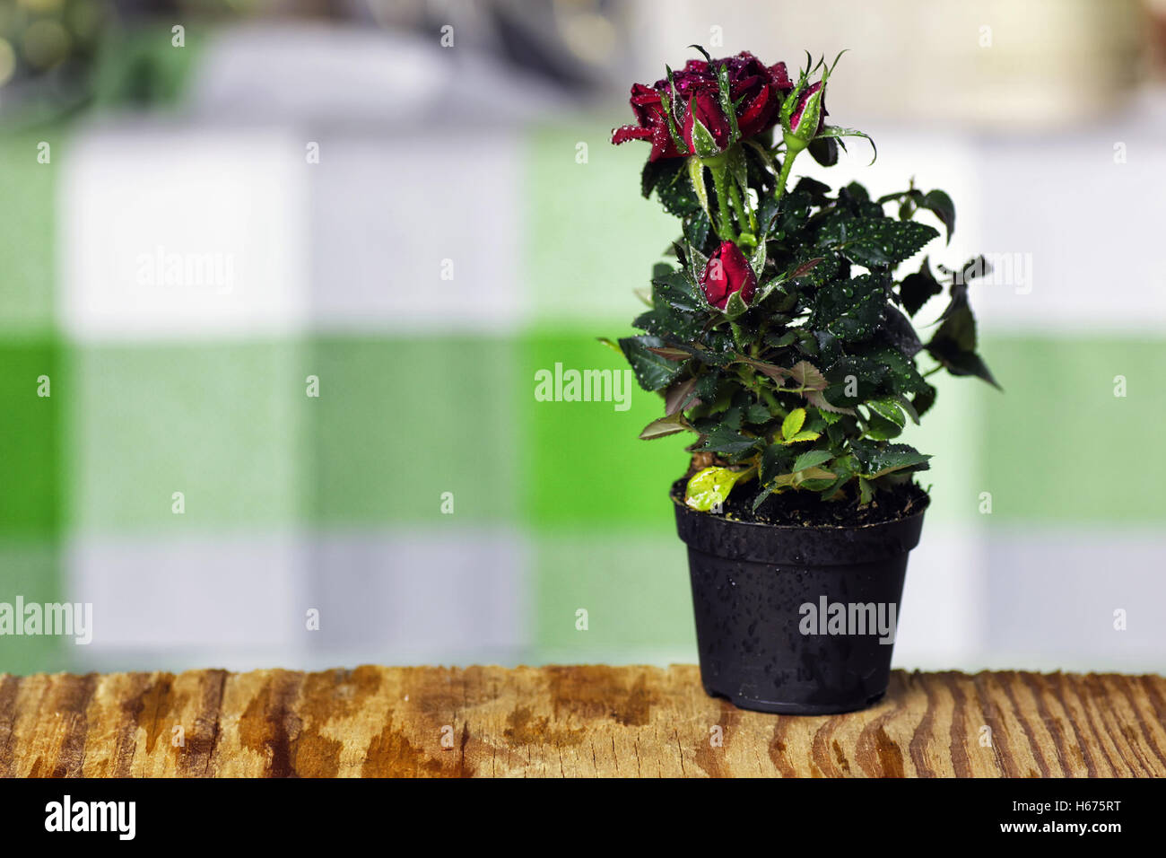 rose drop pot macro Stock Photo - Alamy