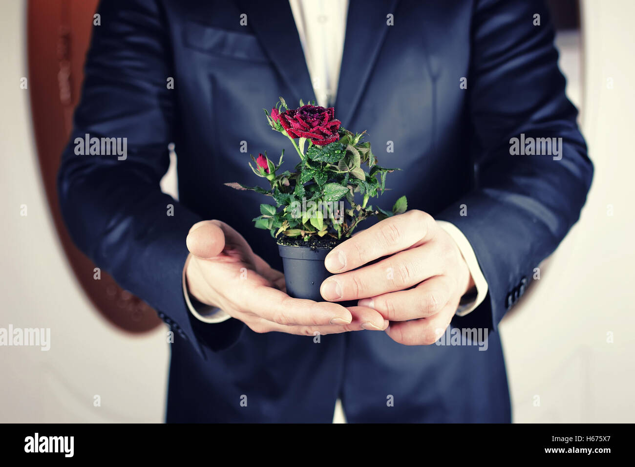 Guy holding red rose behind hi-res stock photography and images - Alamy
