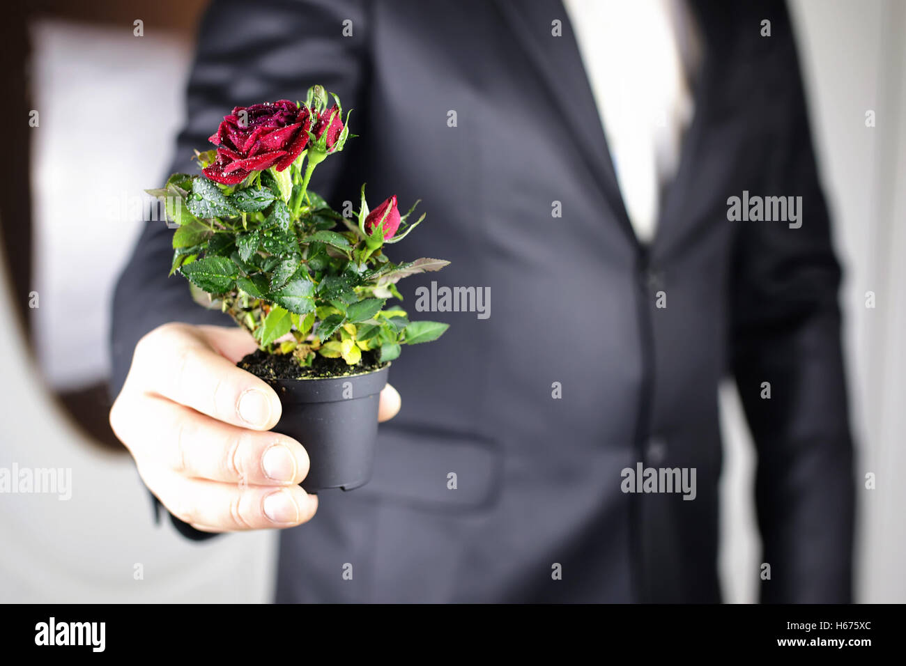 Guy holding red rose behind hi-res stock photography and images - Alamy