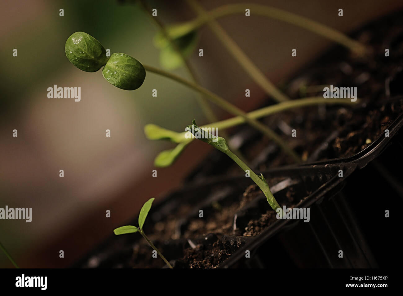 small sprout from seeds Stock Photo - Alamy