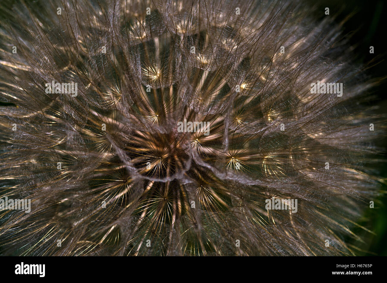 Salsify seeds hi-res stock photography and images - Alamy