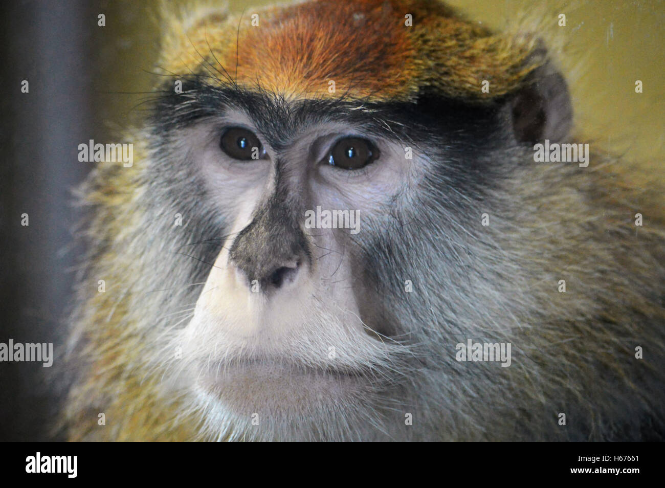 Red patas monkey hi-res stock photography and images - Alamy