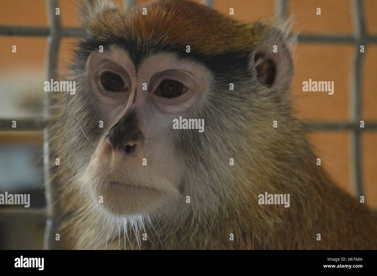 Curious patas hi-res stock photography and images - Alamy