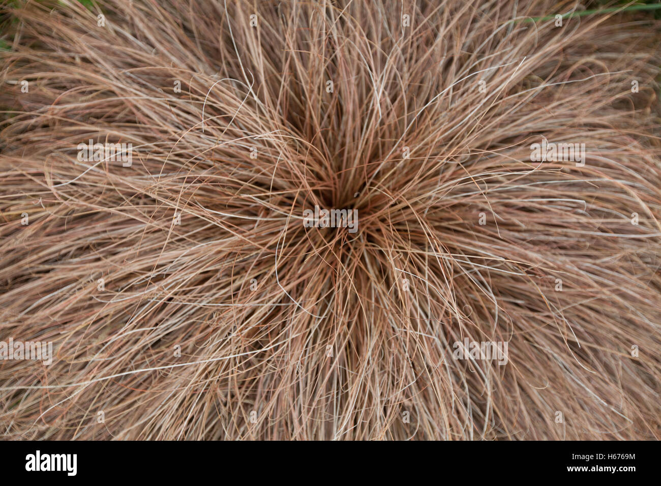 Evergreen mounding perennial grass reddish in color, a close up shot ...