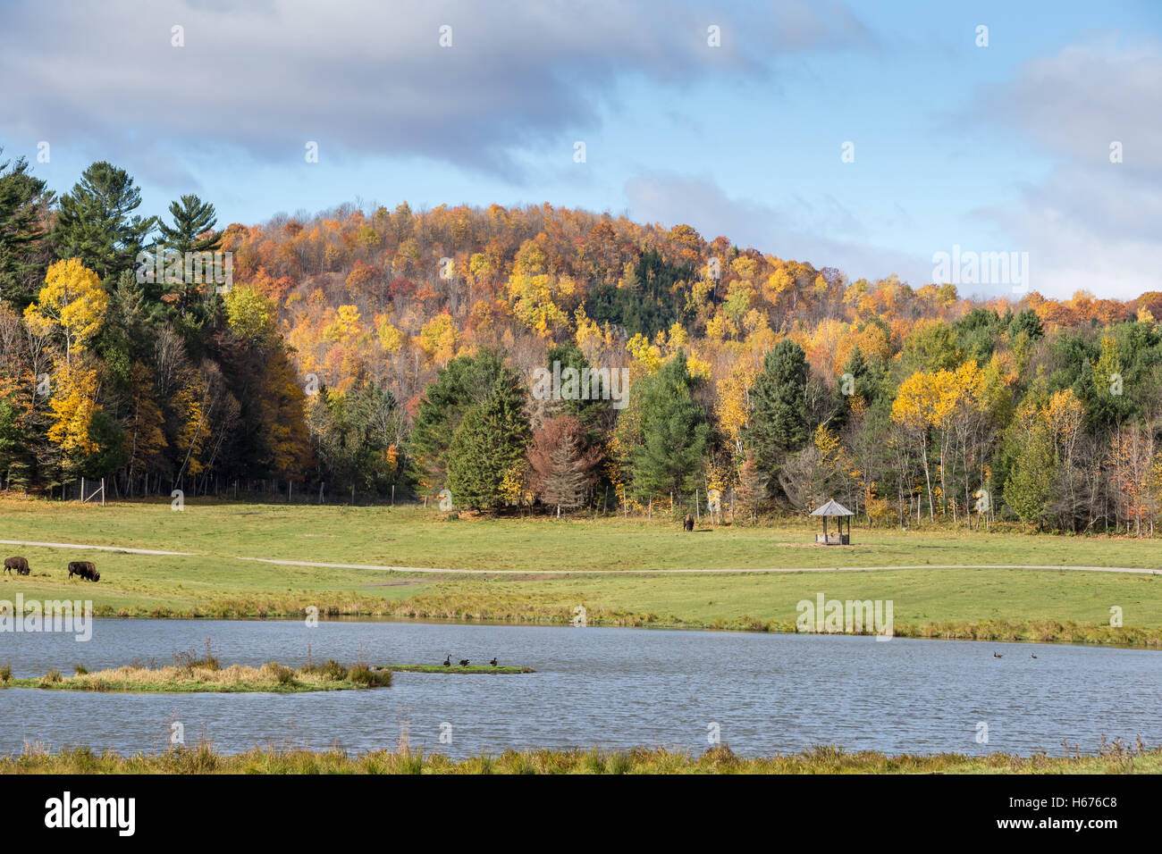 A colorful fall forest scene Stock Photo - Alamy