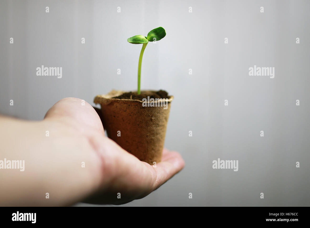 gardener hand sprout in palms Stock Photo - Alamy