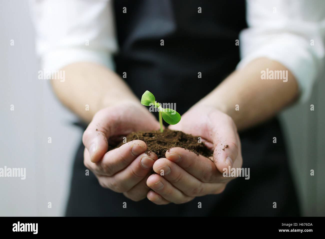 man hand holding sprout in palms Stock Photo - Alamy