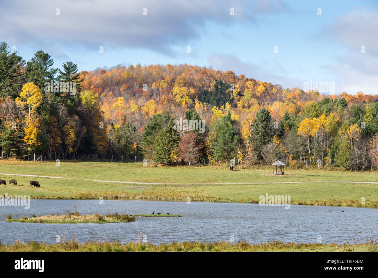 A colorful fall forest scene Stock Photo - Alamy